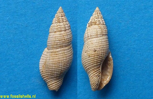 International Fossil Shell Museum - Foundation for the study of shells ...