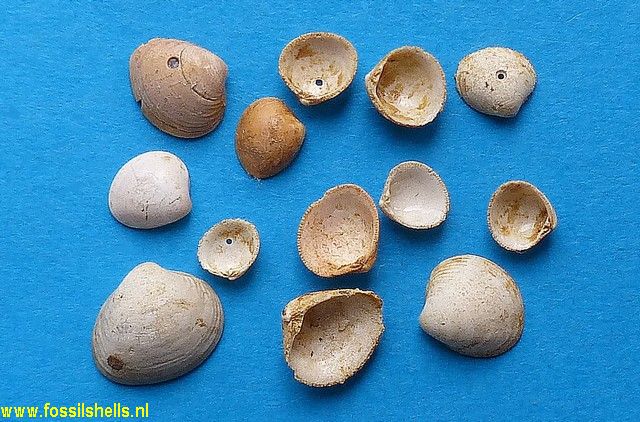 International Fossil Shell Museum - Foundation for the study of shells ...