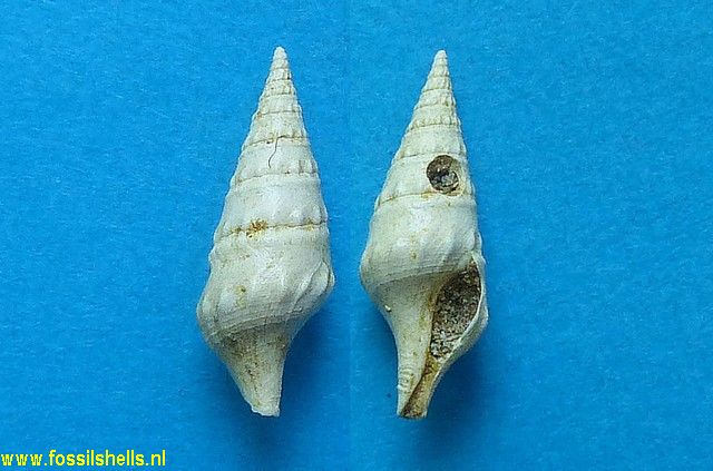 International Fossil Shell Museum - Foundation for the study of shells ...