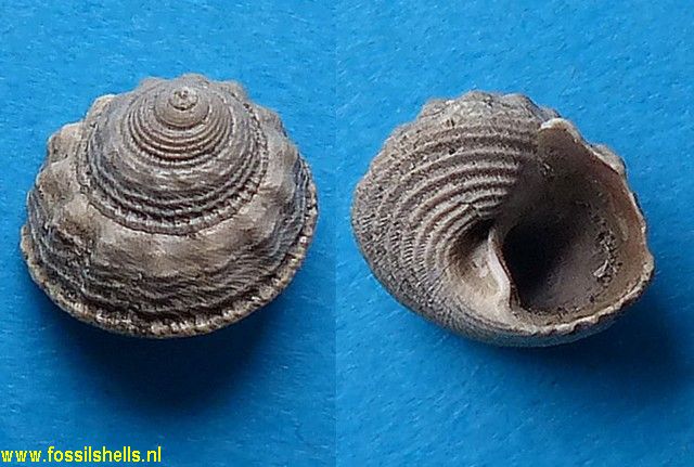 International Fossil Shell Museum - Foundation for the study of shells ...