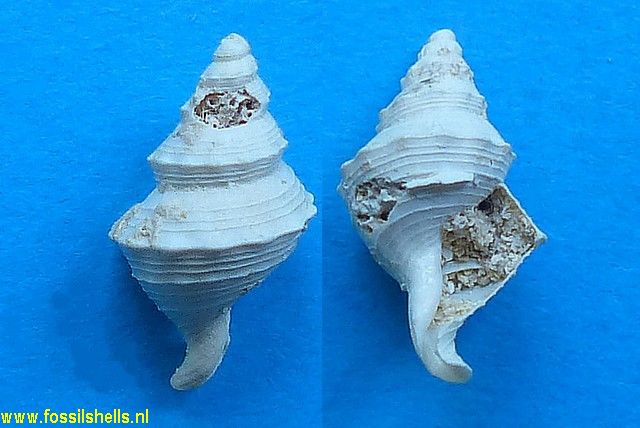 International Fossil Shell Museum - Foundation for the study of shells ...