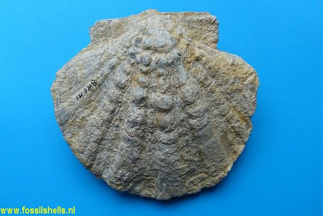 International Fossil Shell Museum - Foundation for the study of shells ...