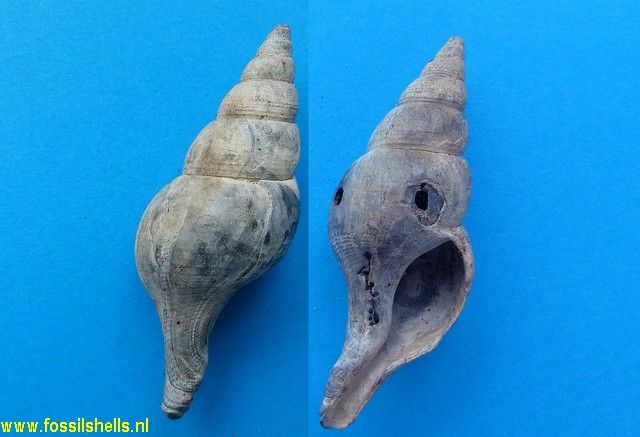 International Fossil Shell Museum - Foundation for the study of shells ...