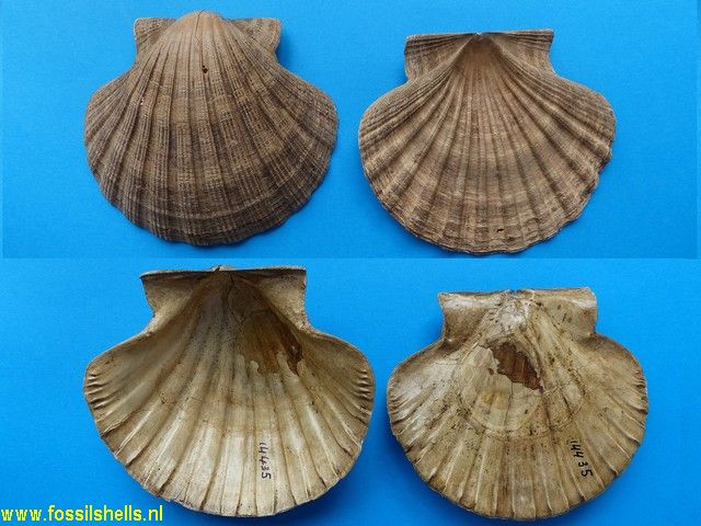 International Fossil Shell Museum - Foundation for the study of shells ...