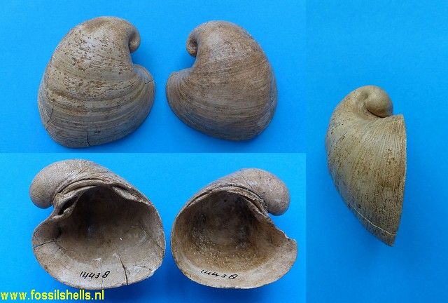 International Fossil Shell Museum - Foundation for the study of shells ...