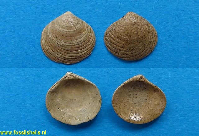 International Fossil Shell Museum - Foundation for the study of shells ...