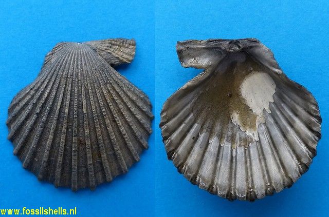 International Fossil Shell Museum - Foundation for the study of shells ...