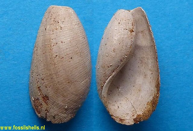 International Fossil Shell Museum - Foundation for the study of shells ...