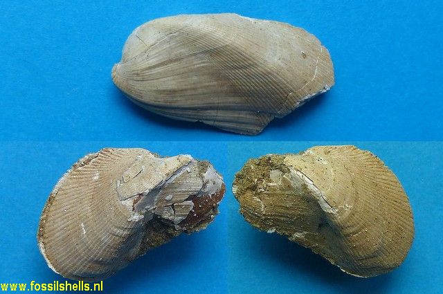 International Fossil Shell Museum - Foundation for the study of shells ...