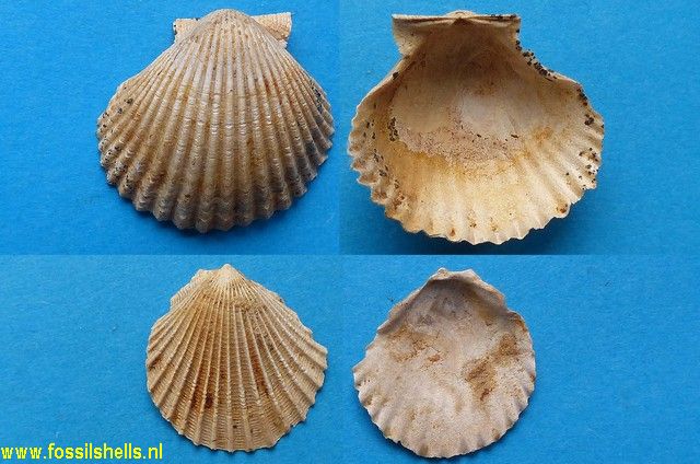 International Fossil Shell Museum - Foundation for the study of shells ...