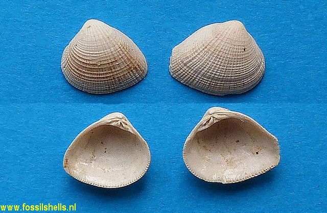 International Fossil Shell Museum - Foundation for the study of shells ...