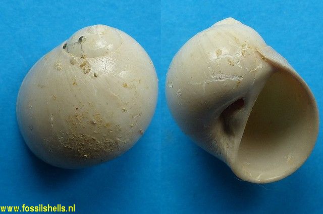 International Fossil Shell Museum - Foundation for the study of shells ...