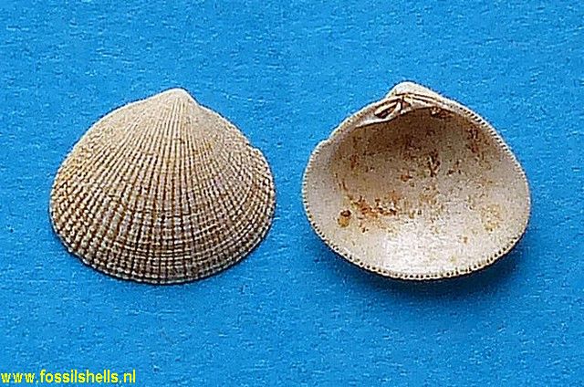 International Fossil Shell Museum - Foundation for the study of shells ...