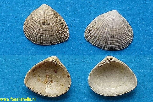 International Fossil Shell Museum - Foundation for the study of shells ...