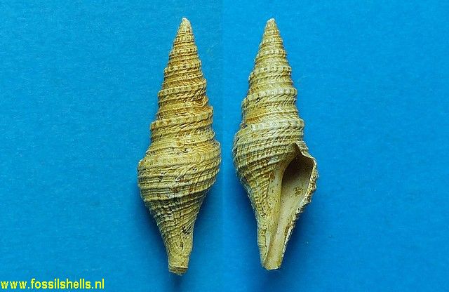 International Fossil Shell Museum - Foundation for the study of shells ...