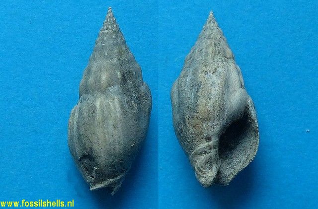 International Fossil Shell Museum - Foundation for the study of shells ...