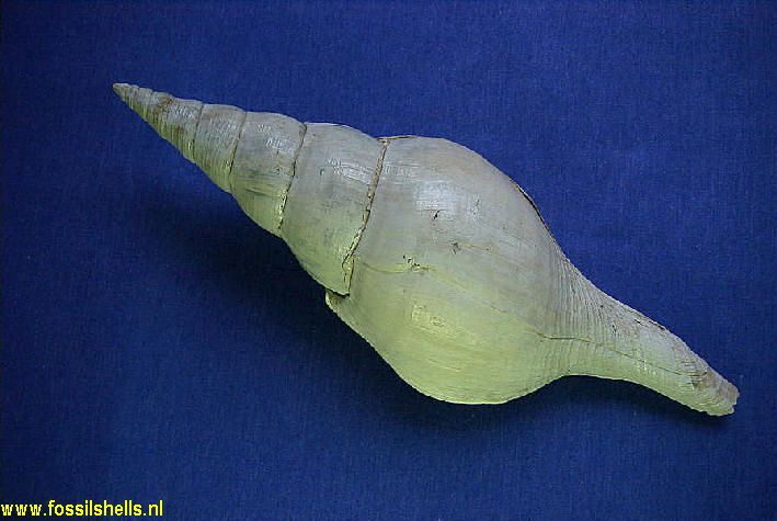 International Fossil Shell Museum - Foundation for the study of shells ...