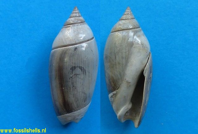 International Fossil Shell Museum - Foundation for the study of shells ...