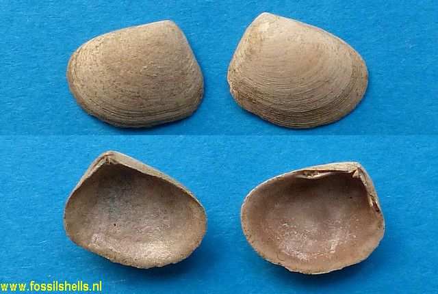 International Fossil Shell Museum - Foundation for the study of shells ...