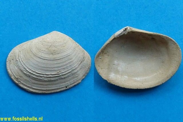 International Fossil Shell Museum - Foundation for the study of shells ...