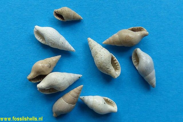 International Fossil Shell Museum - Foundation for the study of shells ...