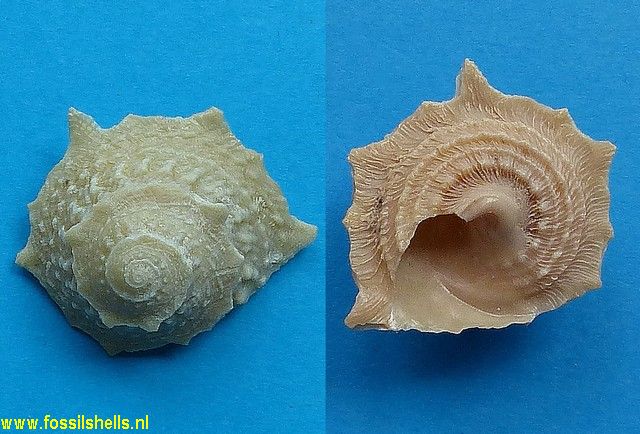 International Fossil Shell Museum - Foundation for the study of shells ...