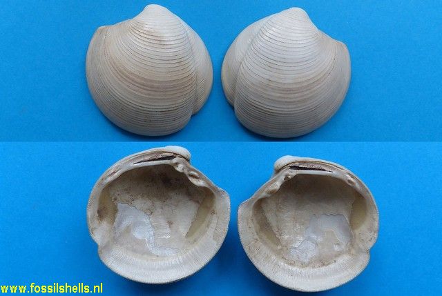 International Fossil Shell Museum - Foundation for the study of shells ...