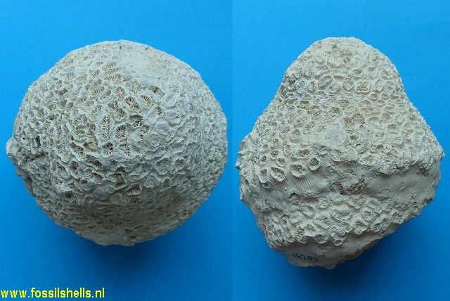 International Fossil Shell Museum - Foundation for the study of shells ...