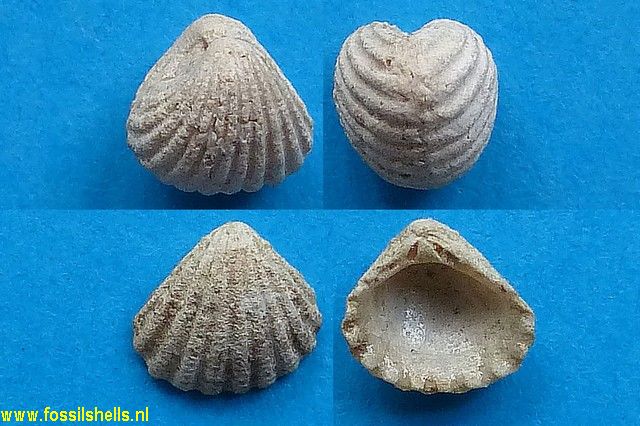 International Fossil Shell Museum - Foundation for the study of shells ...