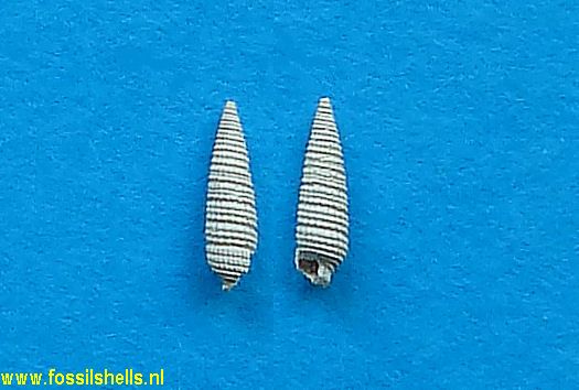 International Fossil Shell Museum - Foundation for the study of shells ...