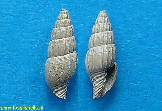 International Fossil Shell Museum - Foundation for the study of shells ...