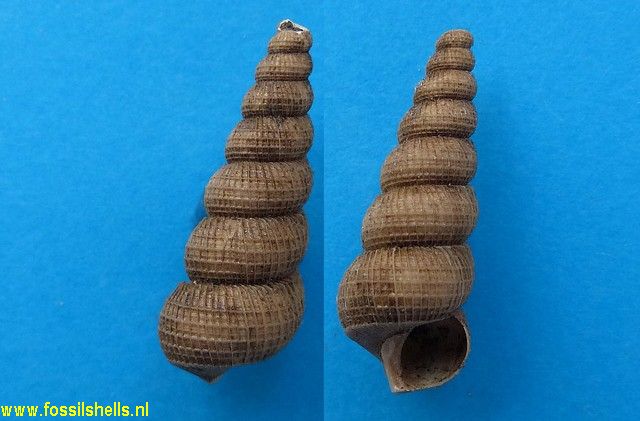 International Fossil Shell Museum - Foundation for the study of shells ...
