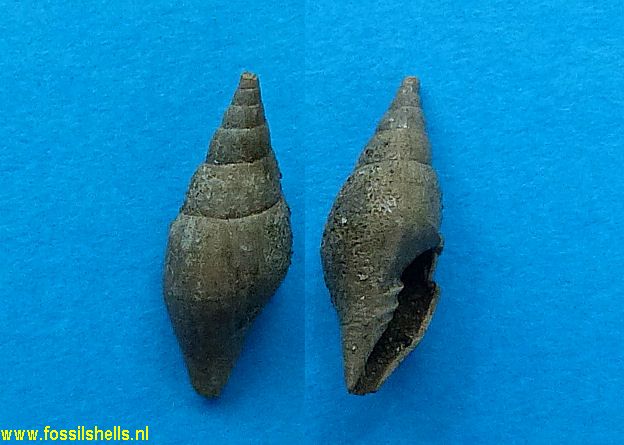 International Fossil Shell Museum - Foundation for the study of shells ...