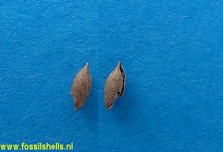 International Fossil Shell Museum - Foundation for the study of shells ...