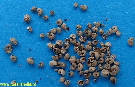 International Fossil Shell Museum - Foundation for the study of shells ...