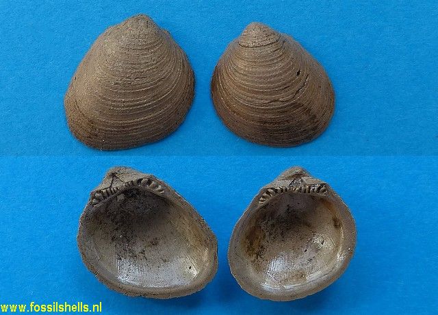 International Fossil Shell Museum - Foundation for the study of shells ...