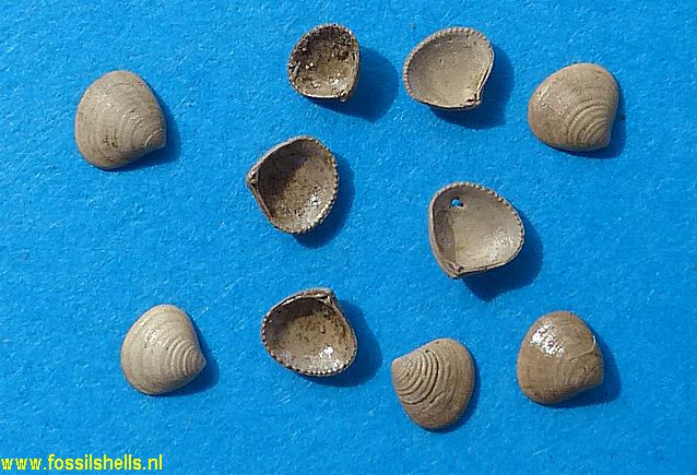 International Fossil Shell Museum - Foundation for the study of shells ...