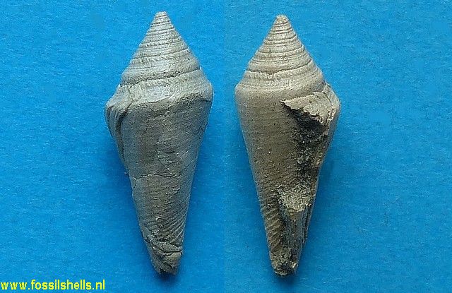 International Fossil Shell Museum - Foundation for the study of shells ...