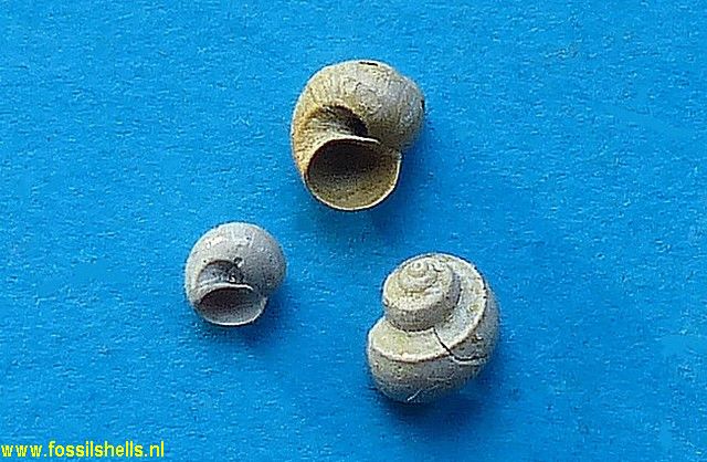 International Fossil Shell Museum - Foundation for the study of shells ...