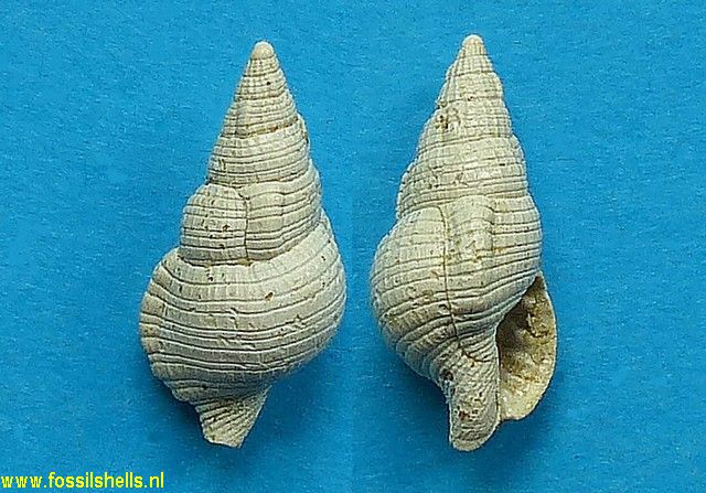 International Fossil Shell Museum - Foundation for the study of shells ...