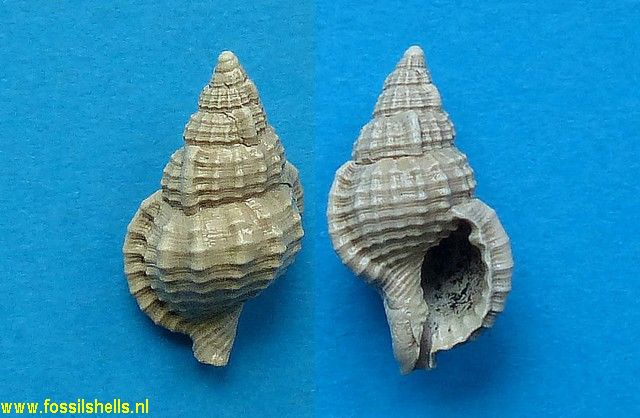 International Fossil Shell Museum - Foundation for the study of shells ...