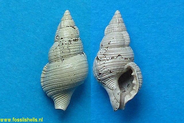 International Fossil Shell Museum - Foundation for the study of shells ...