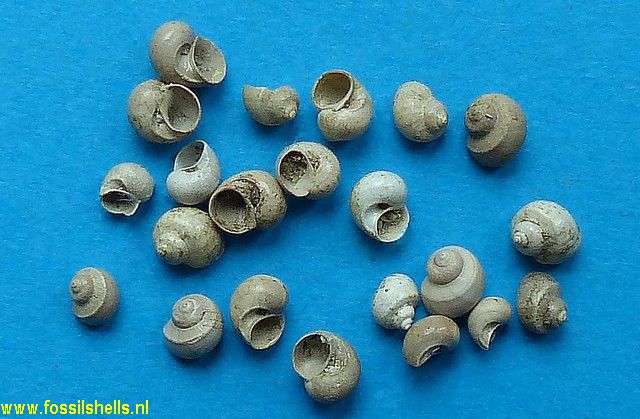 International Fossil Shell Museum - Foundation for the study of shells ...