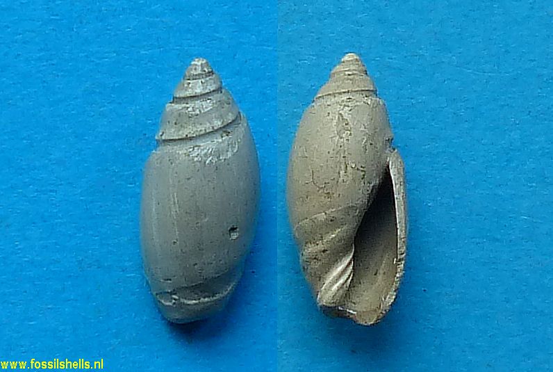 International Fossil Shell Museum - Foundation for the study of shells ...