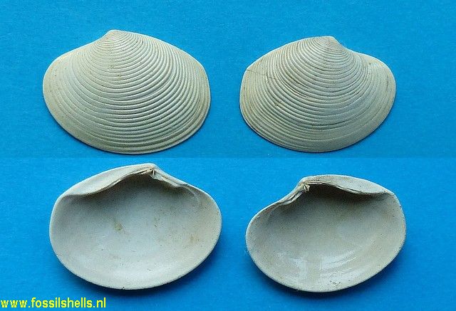 International Fossil Shell Museum - Foundation for the study of shells ...