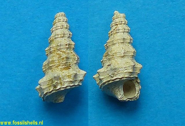 International Fossil Shell Museum - Foundation for the study of shells ...