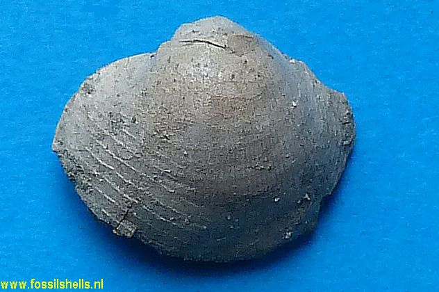 International Fossil Shell Museum - Foundation for the study of shells ...