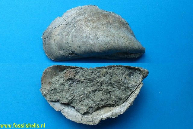 International Fossil Shell Museum - Foundation for the study of shells ...