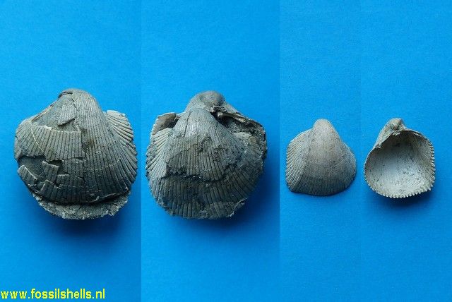 International Fossil Shell Museum - Foundation for the study of shells ...