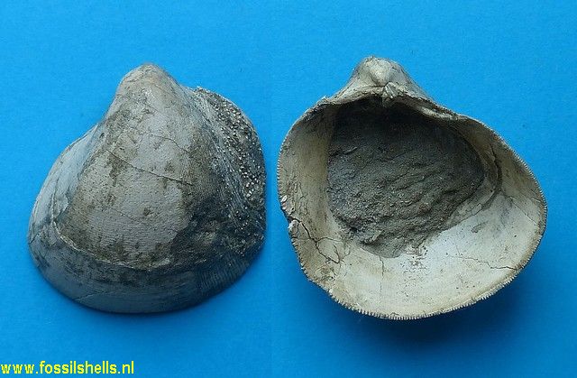 International Fossil Shell Museum - Foundation for the study of shells ...